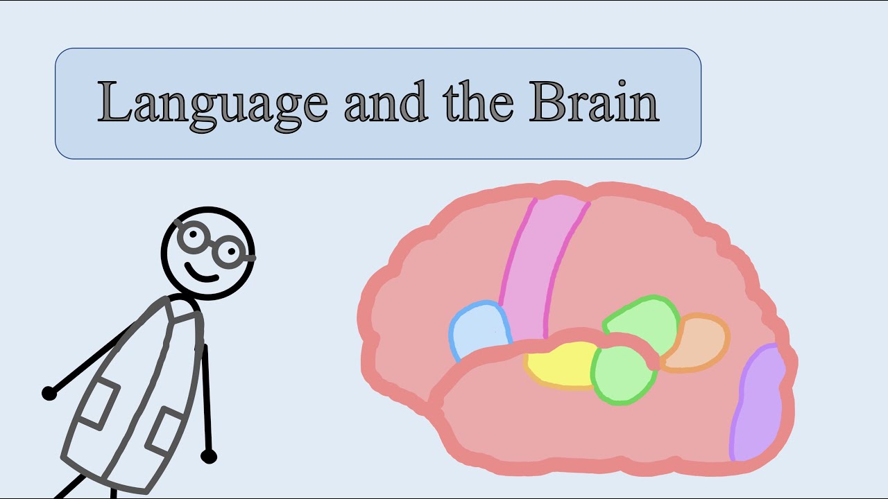 The Neuroscience of Language - YouTube