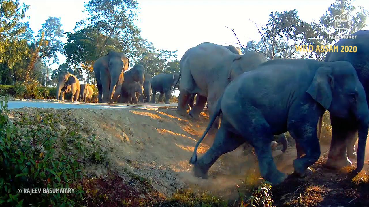 A BIG ELEPHANT FAMILY || CAMERA TRAP CLIP - YouTube