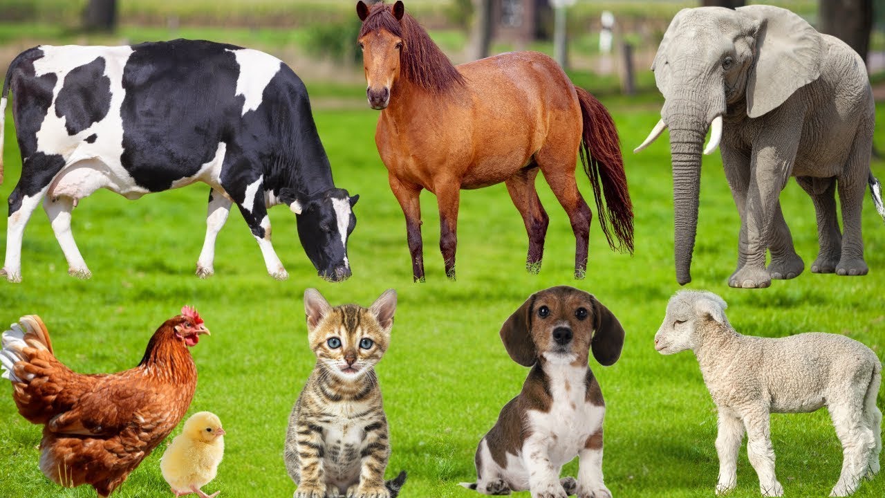 Animal Sound Compilation | Farm & Jungle Animals: Cow, Elephant, Dog ...