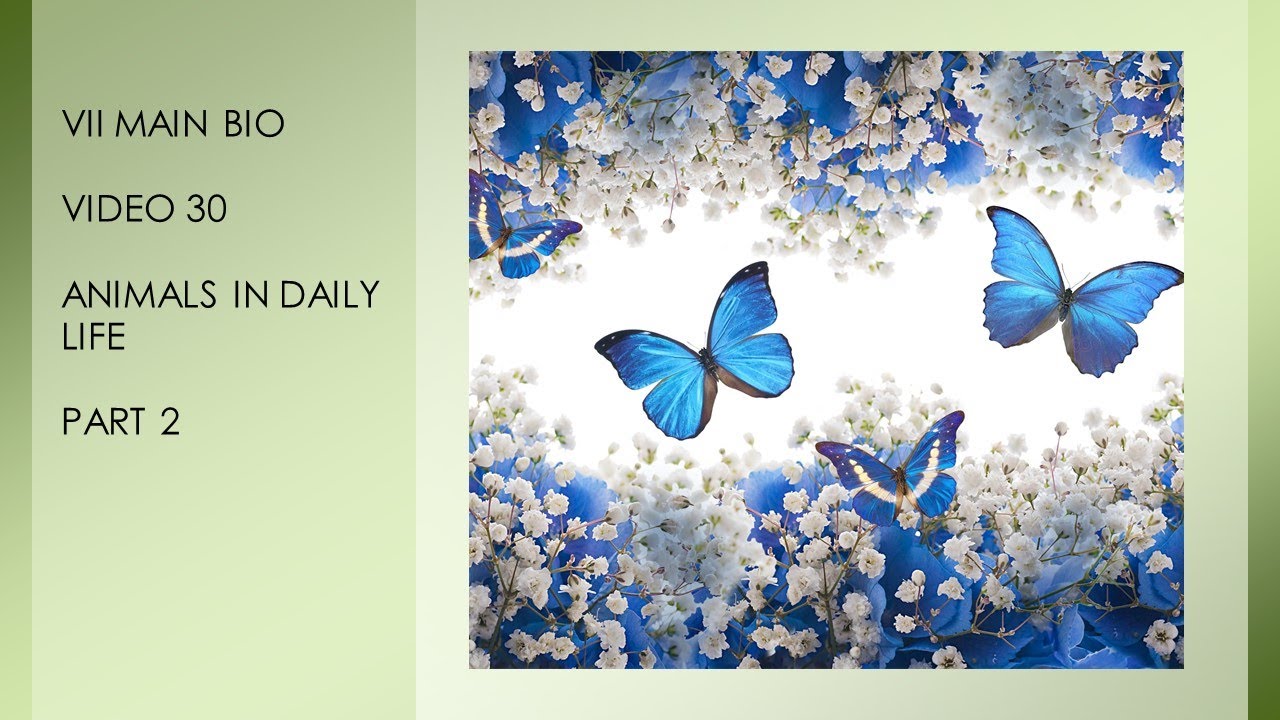 VII Main Bio Animals In Daily Life Part 2 Video 30 - YouTube