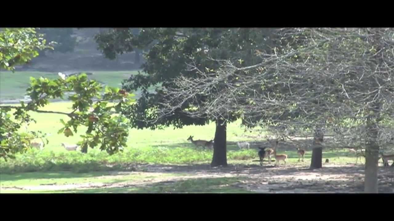 Fallow Deer Buck Hunting in Florida with South Coast Safaris - YouTube