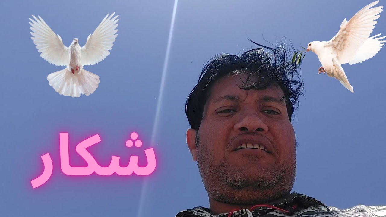 Aj to fakhta ka shikar hogaya #syedroutine #dove #shikar #fakhta #birds ...