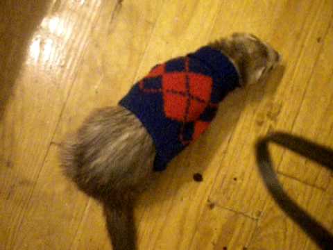 Ferret In A Sweater - YouTube