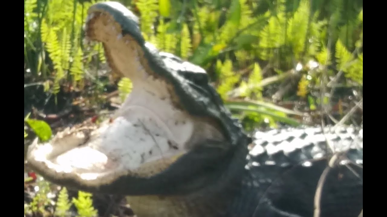 Florida Alligator Egg Collection - YouTube