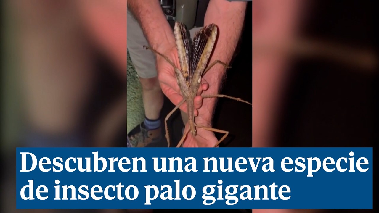 Descubren una nueva especie de insecto palo gigante en una remota selva ...