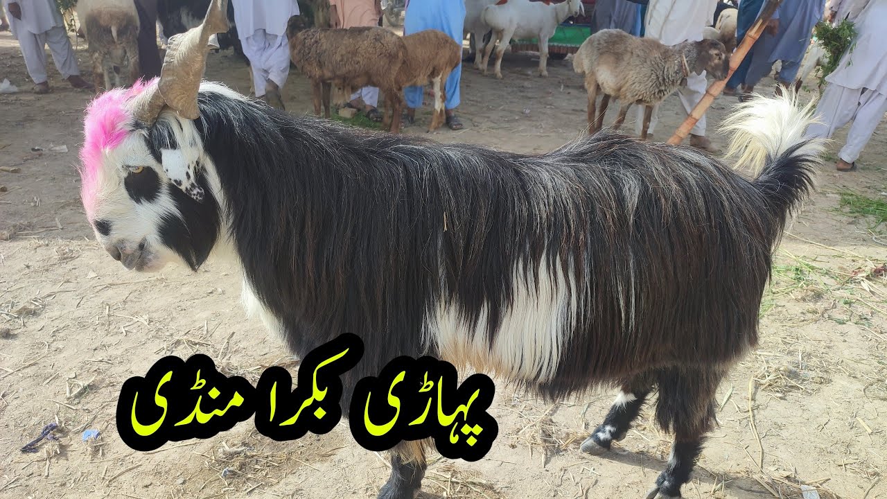Pahari Bakra | Pahari Bakra mandi | New Pahari Bakra Video - YouTube