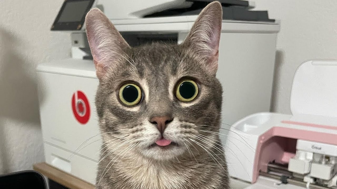 Cats Are Crazy😹 - Cute and Funny Cat Videos😻 - Don't try to hold back ...