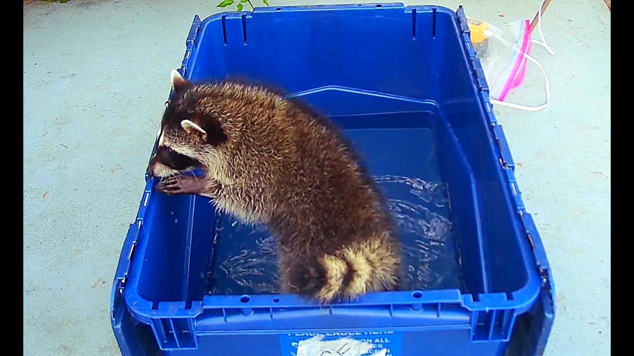 Daytime Baby Raccoon Visit - YouTube