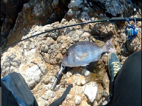 shorejig ile sinarit avı