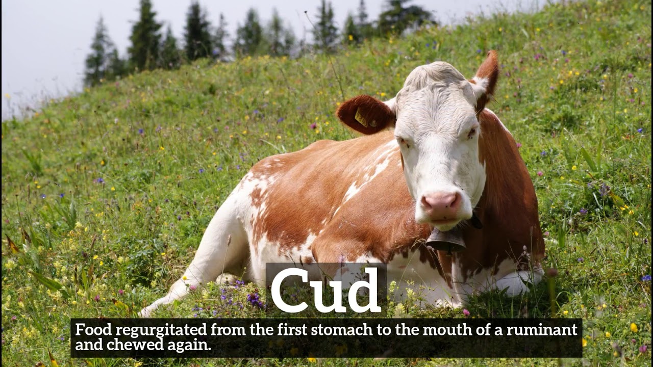 How to Say Cud in English? | What is Cud? | How Does Cud Look? - YouTube
