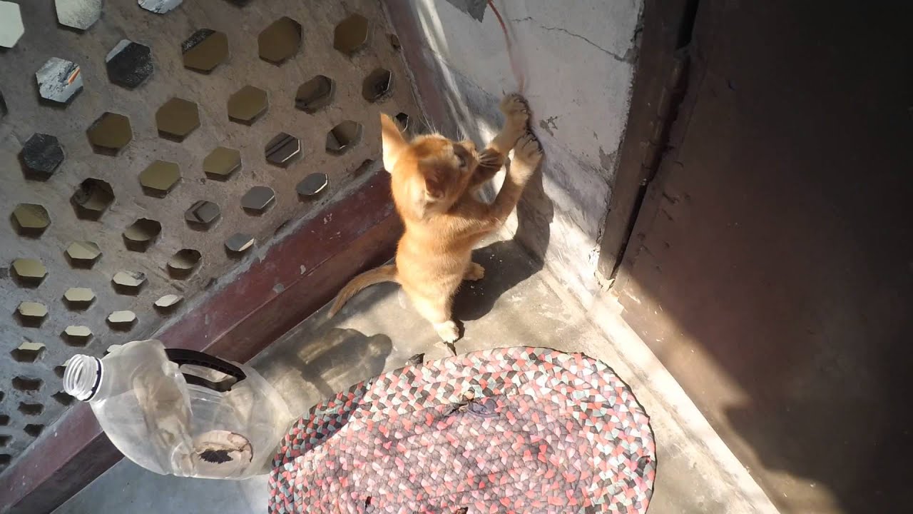 Yi Cat - YouTube