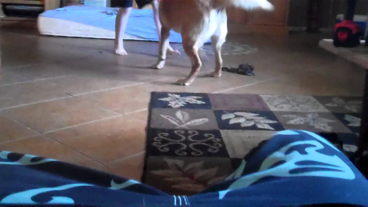 riding dogs - YouTube