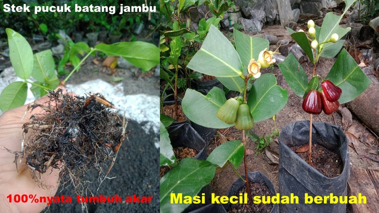 Stek pucuk batang jambu air cepat tumbuh akar dan langsung berbuah ...
