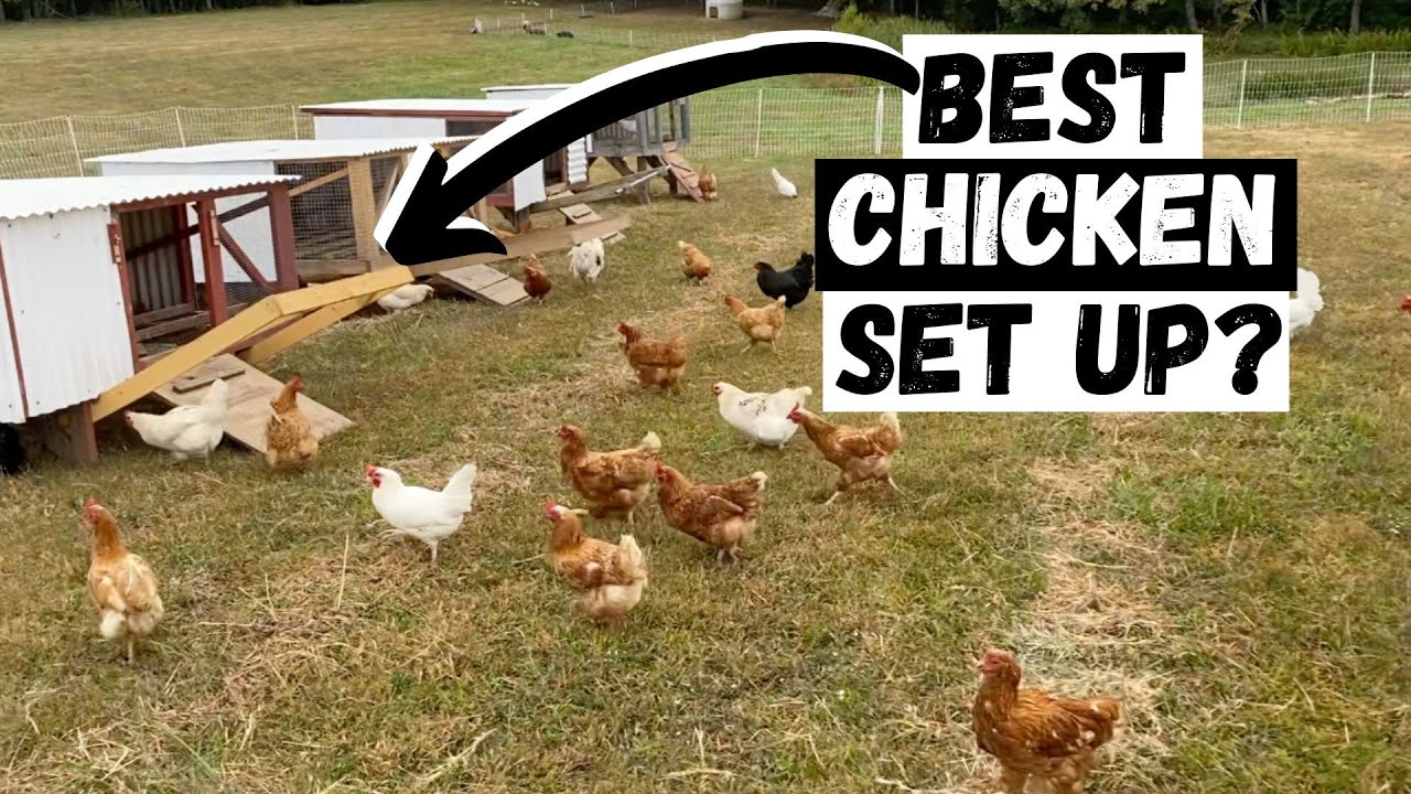 Time to move the Chickens. Do we still like our chicken set up? - YouTube