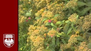 Campus Gardens - HD (Part 1)