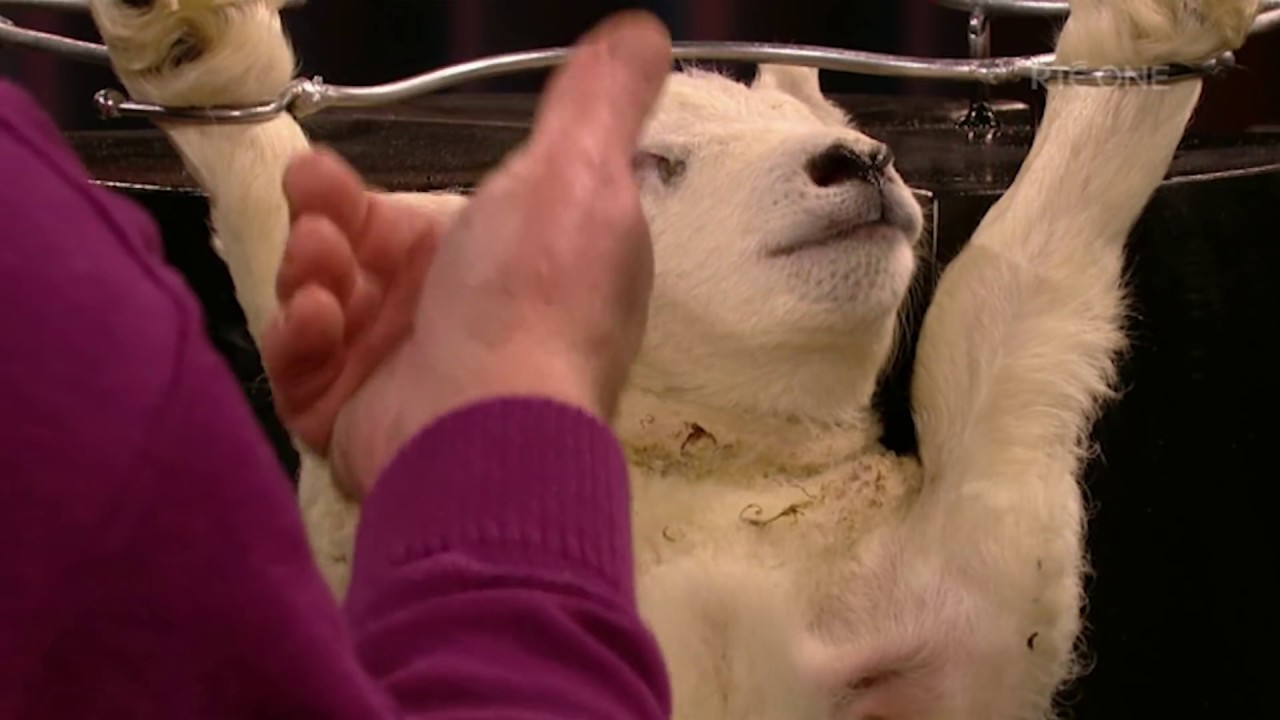 Lamb Carousel | The Late Late Show | RTÉ One - YouTube