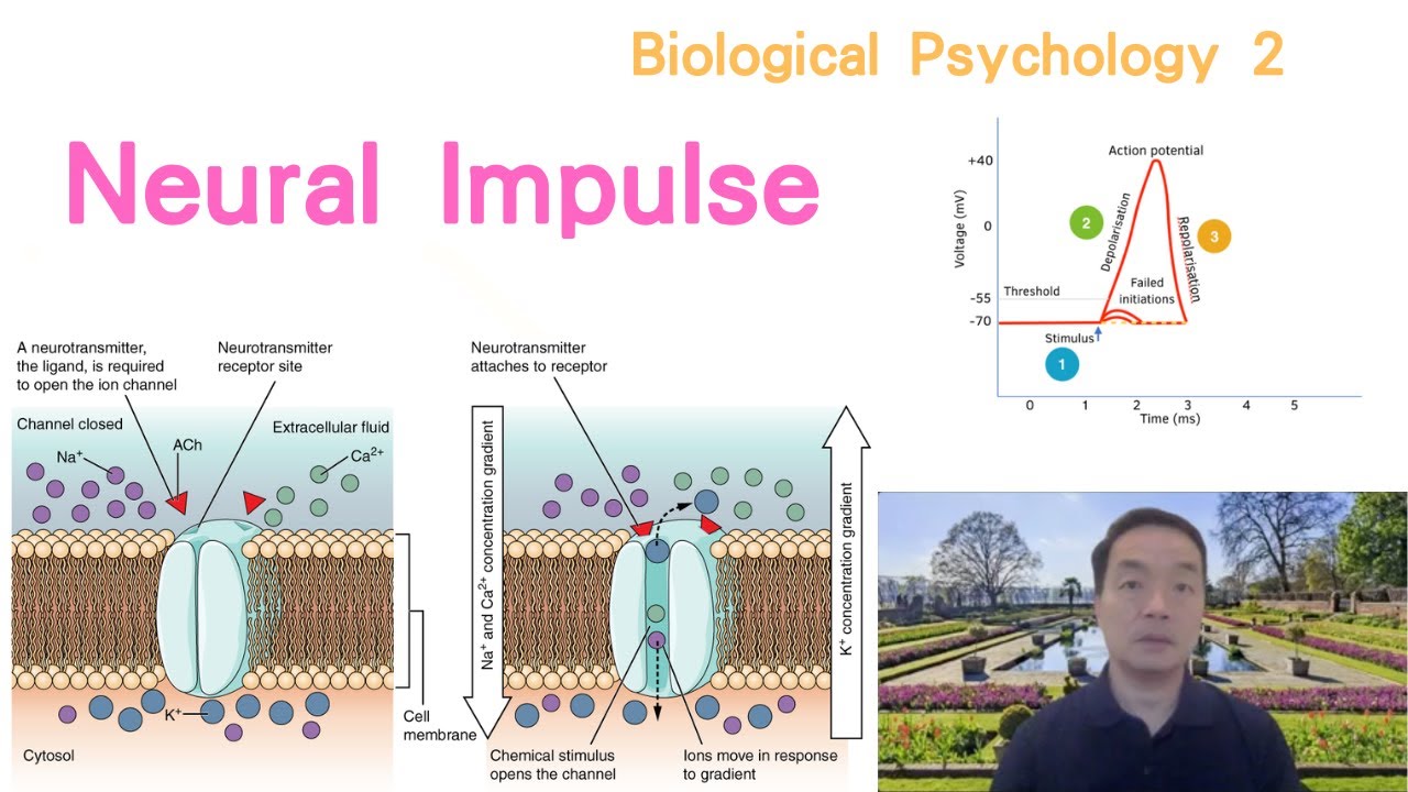 (Eng) Biological Psychology 02: Neural Impulse #actionpotential - YouTube