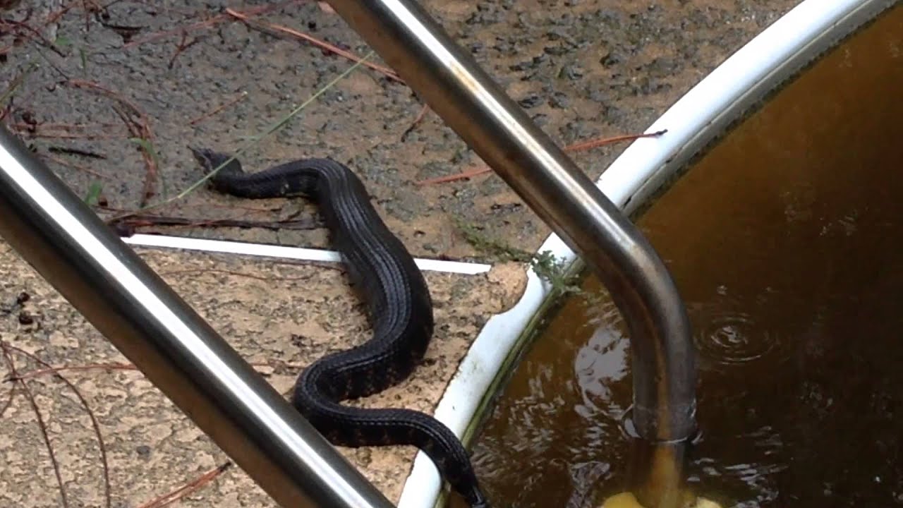 Finished with bullfrog dinner - YouTube