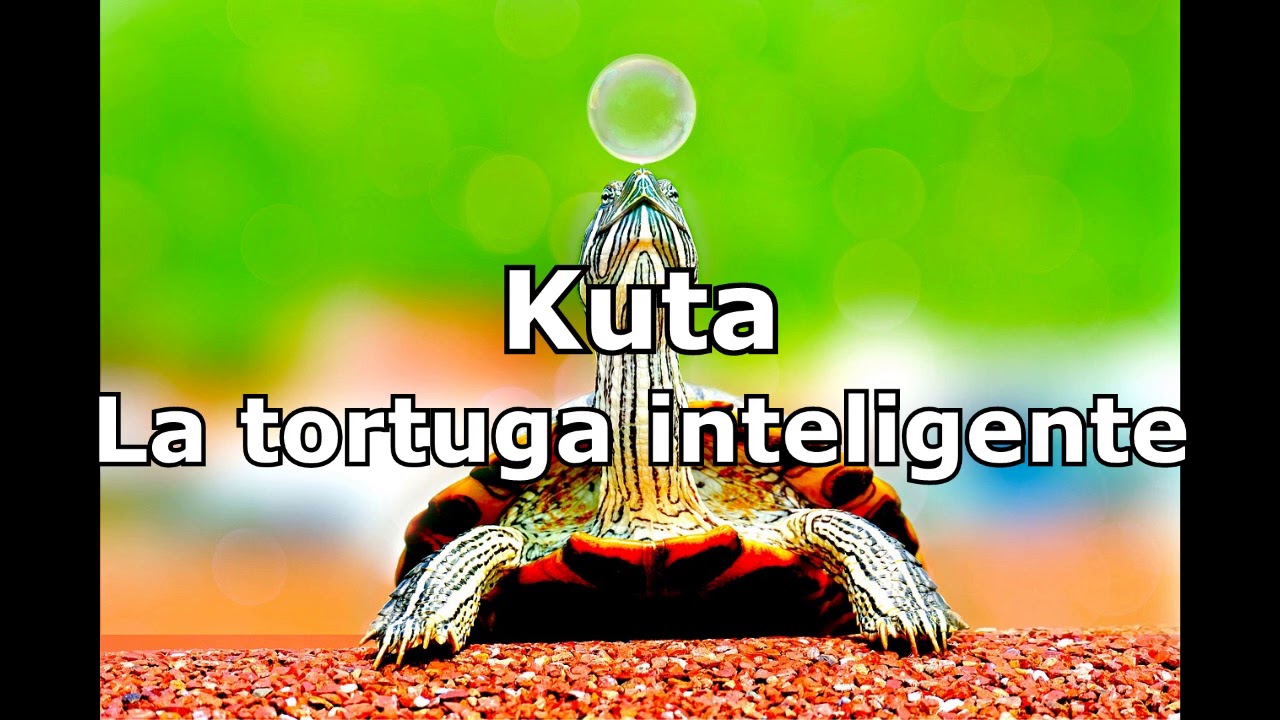 Audio Cuento: Kuta la tortuga inteligente - YouTube