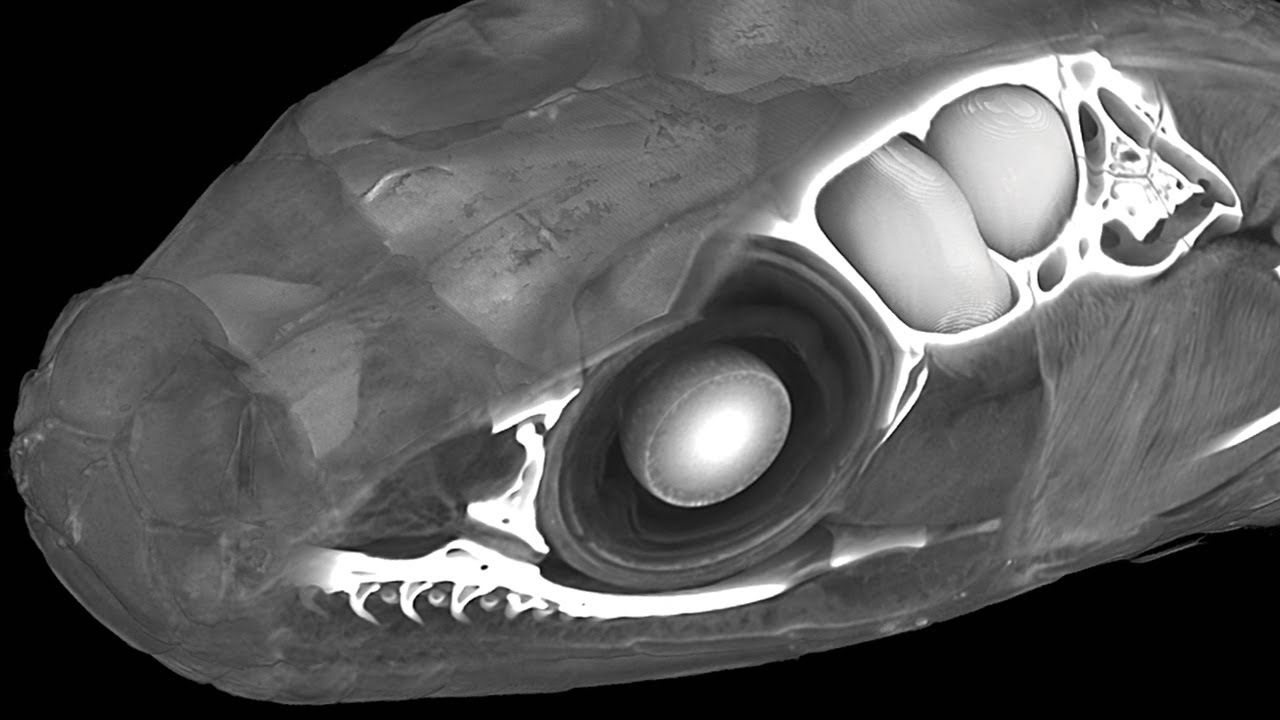 *REAL* Snake brain anatomy 3D - Painted bronzeback *4K* - YouTube