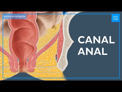 Estructura del canal del ano - Anatomía Fácil | Kenhub