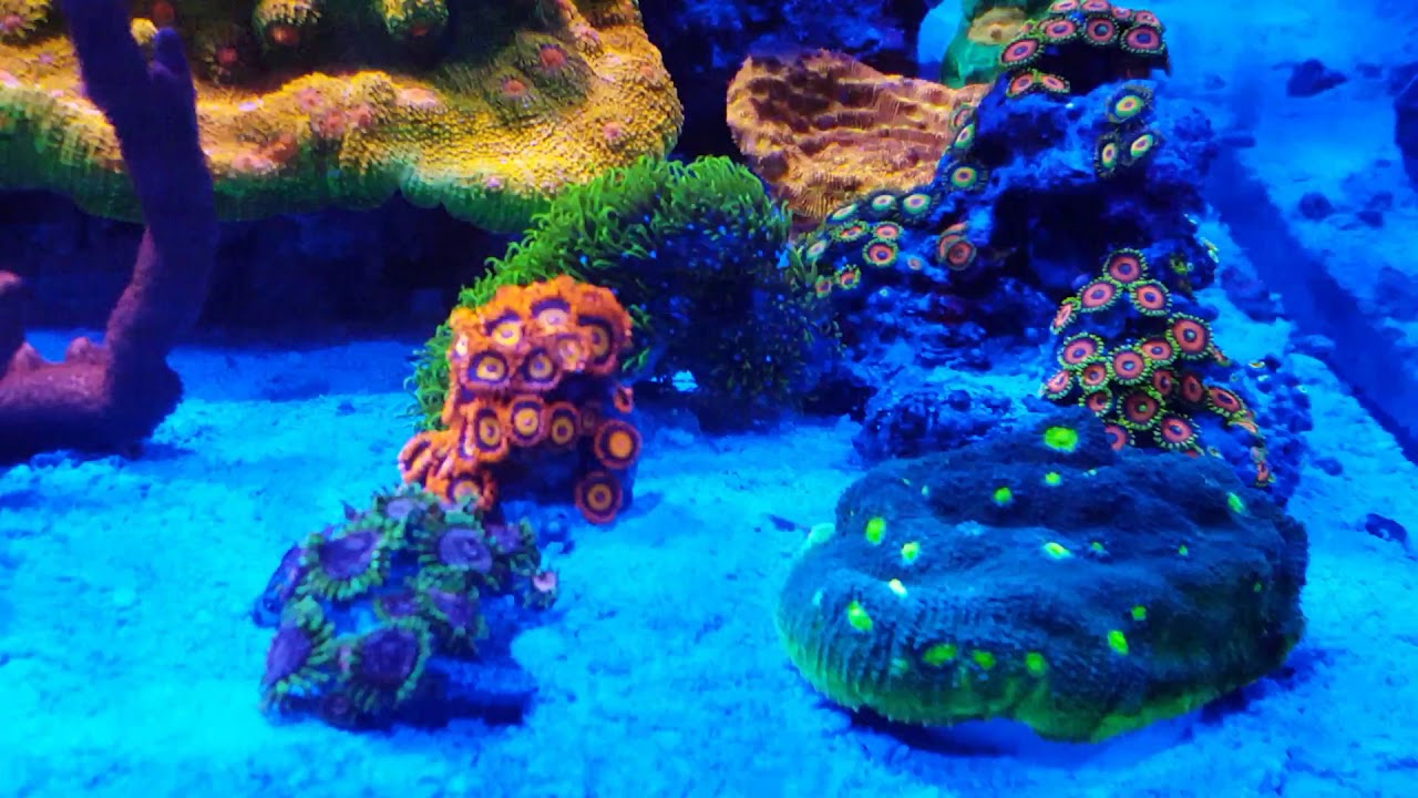 100 gal reef tank - YouTube