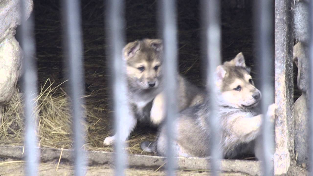 Lupoaica si puii la Zoo Radauti - YouTube