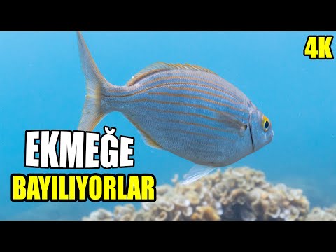 Kendini Kaybeden Sarpa salpa Balığı | AÇKEN SEN,SEN DEĞİLSİN | Görüntü Avı