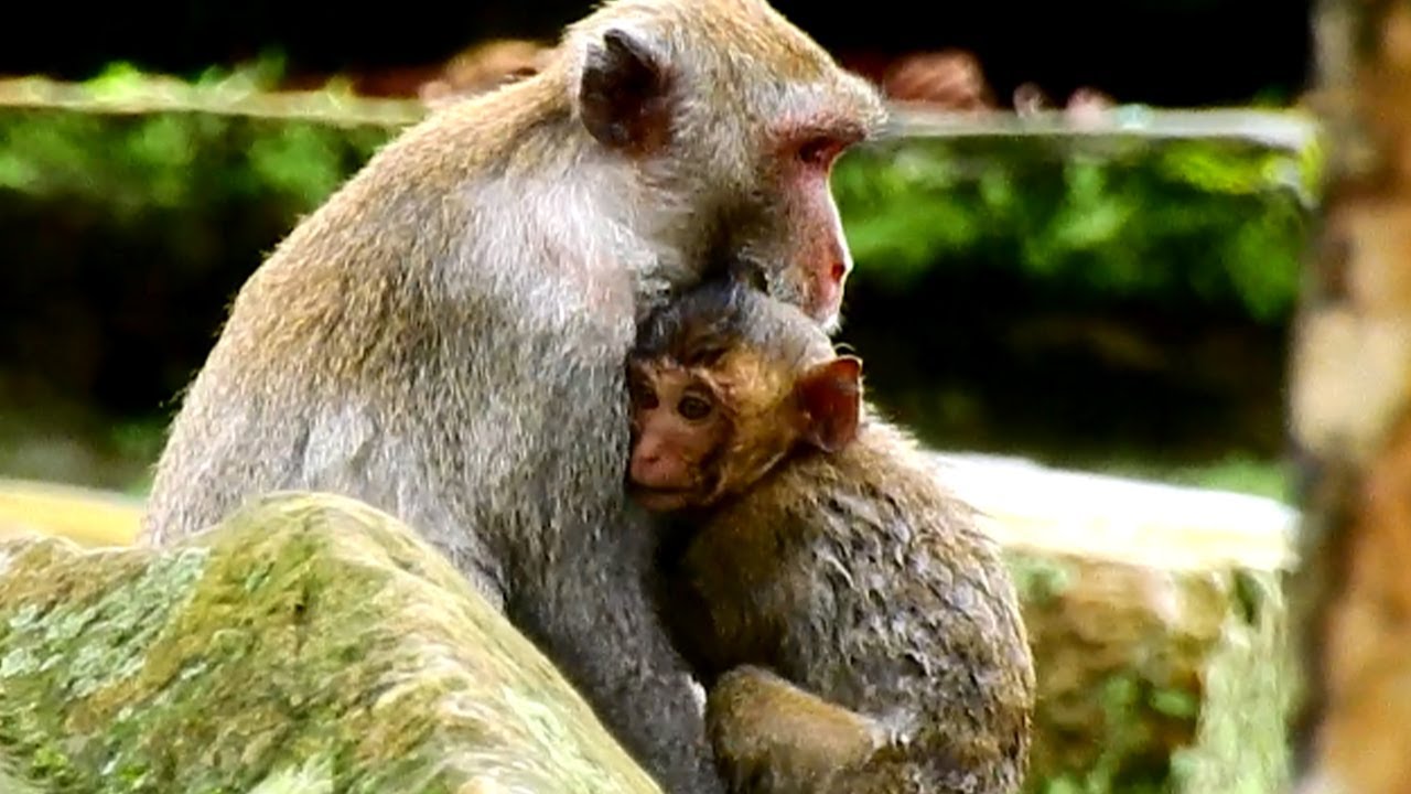 Jazzy Monkey Sadness Try Hugging Jane Monkey Asking Milk Failed Coz ...