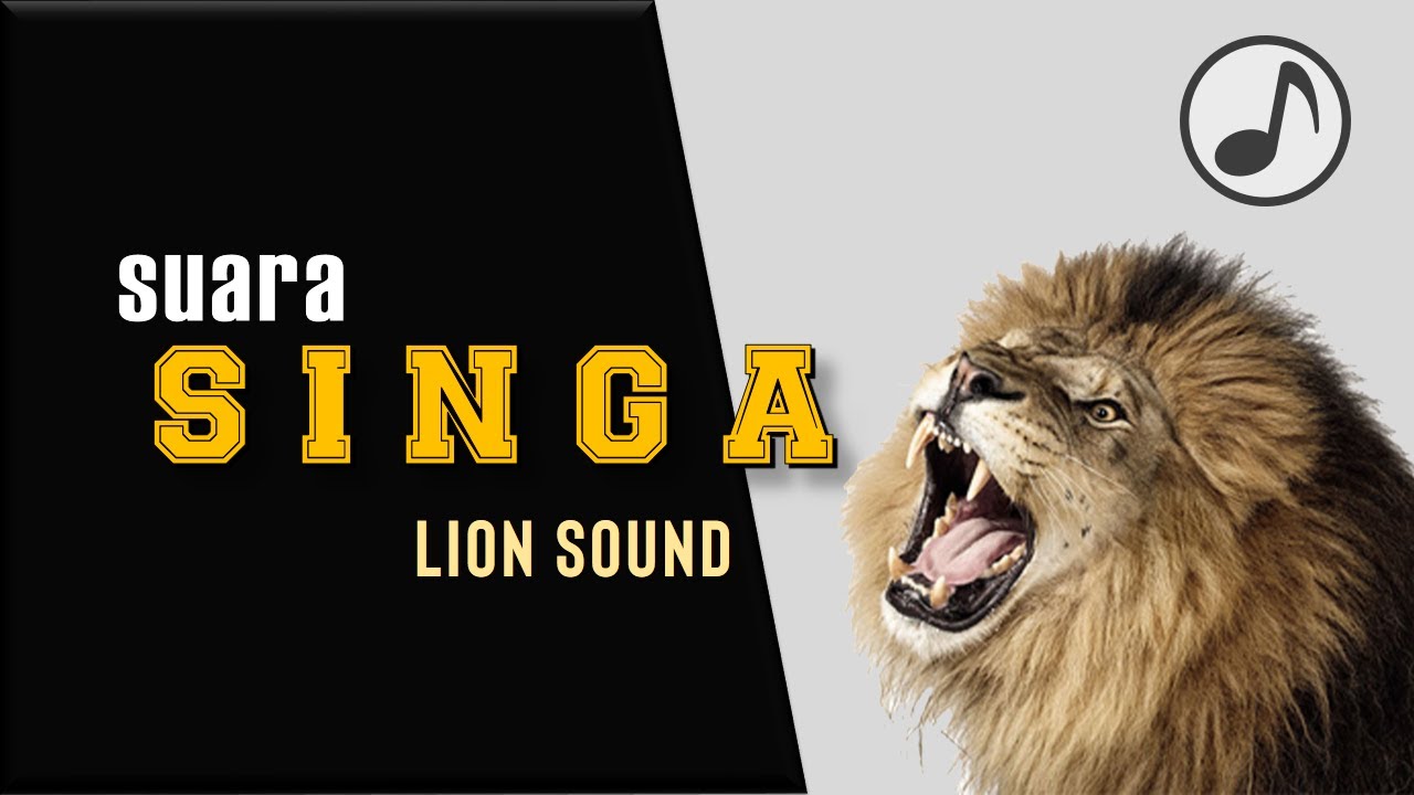 Suara SINGA 🎵 - YouTube