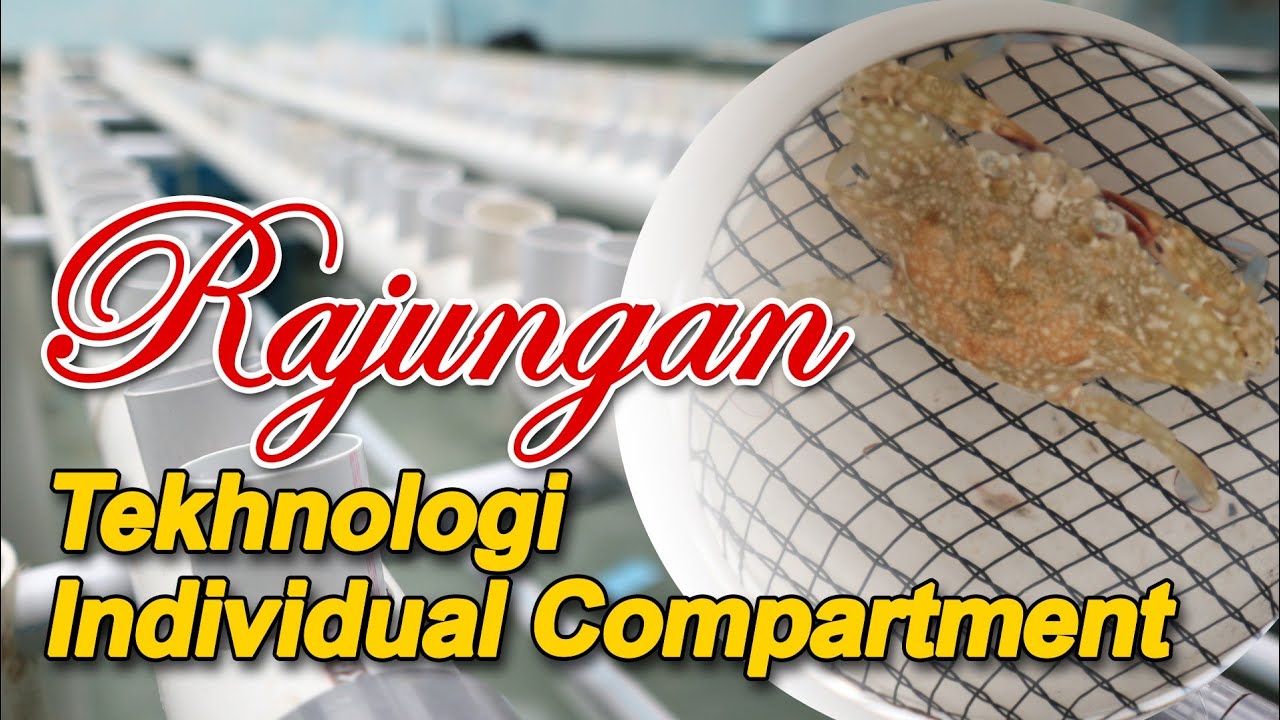 Teknologi Individual Compartment, Solusi Budidaya Rajungan - YouTube