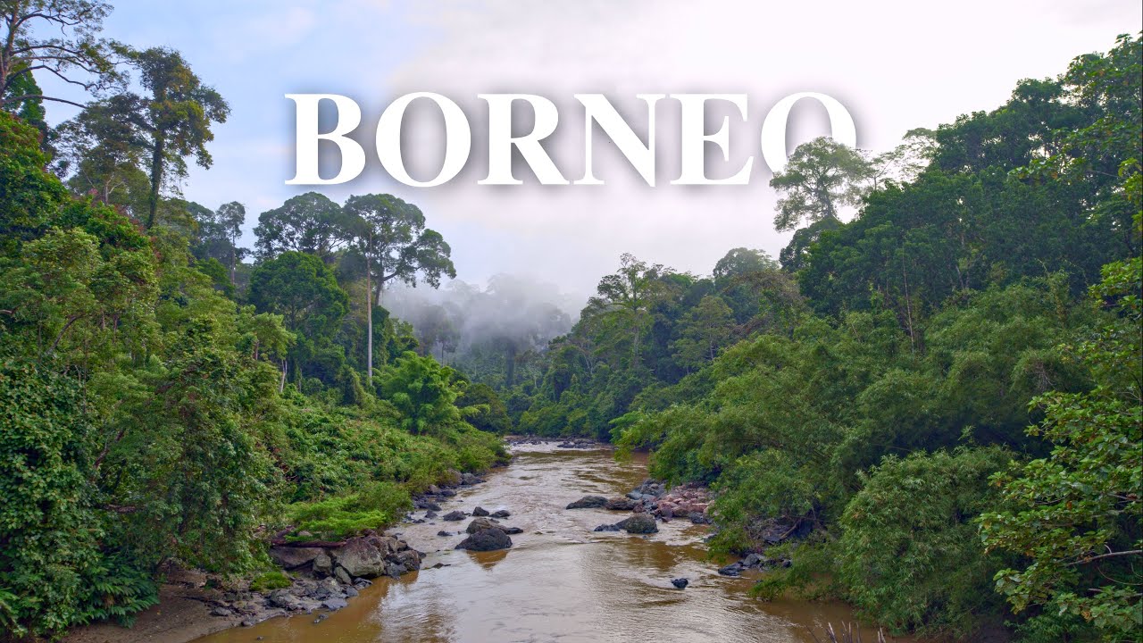 BORNEO Jungle Sounds - Soft Rainfall | Hornbills, Gibbons - Deep In The ...