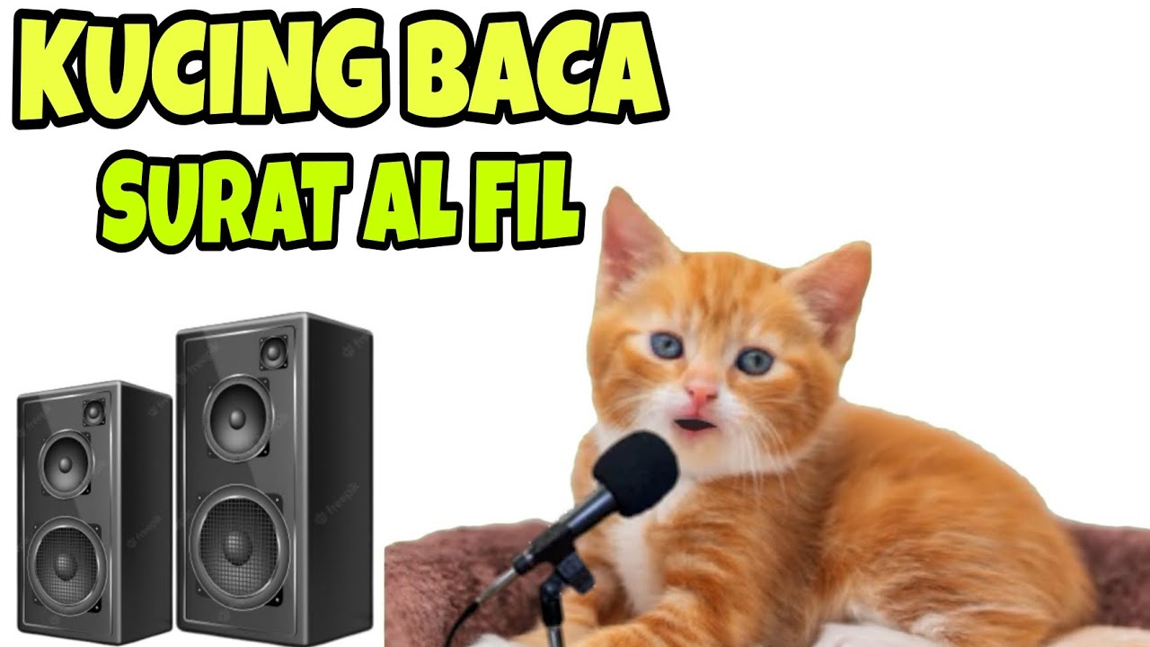 KUCING MENGAJI BACA SURAT AL FIL | ARI 93 OFFICIAL - YouTube