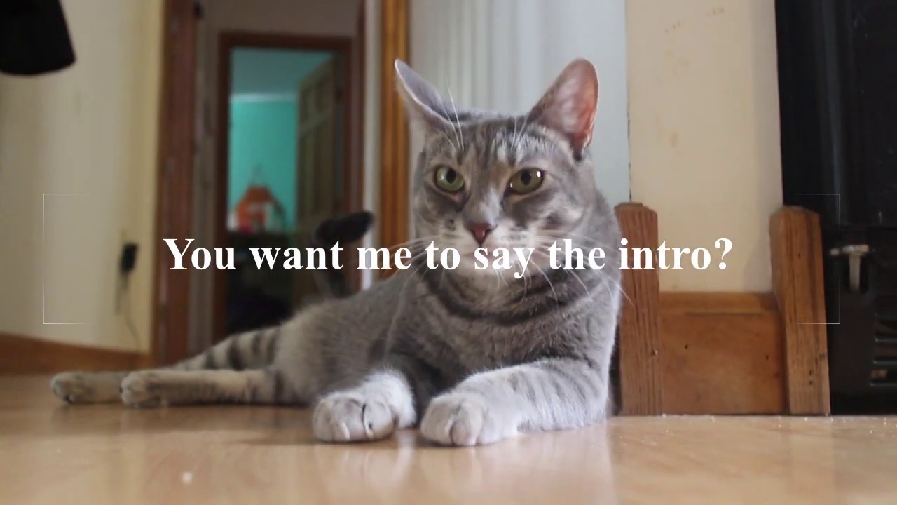 da Cat intro - YouTube