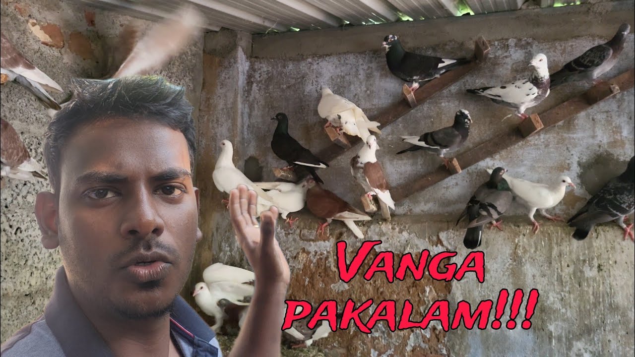 Vanga pakalam || Introducing my pigeons || Morning routine || - YouTube