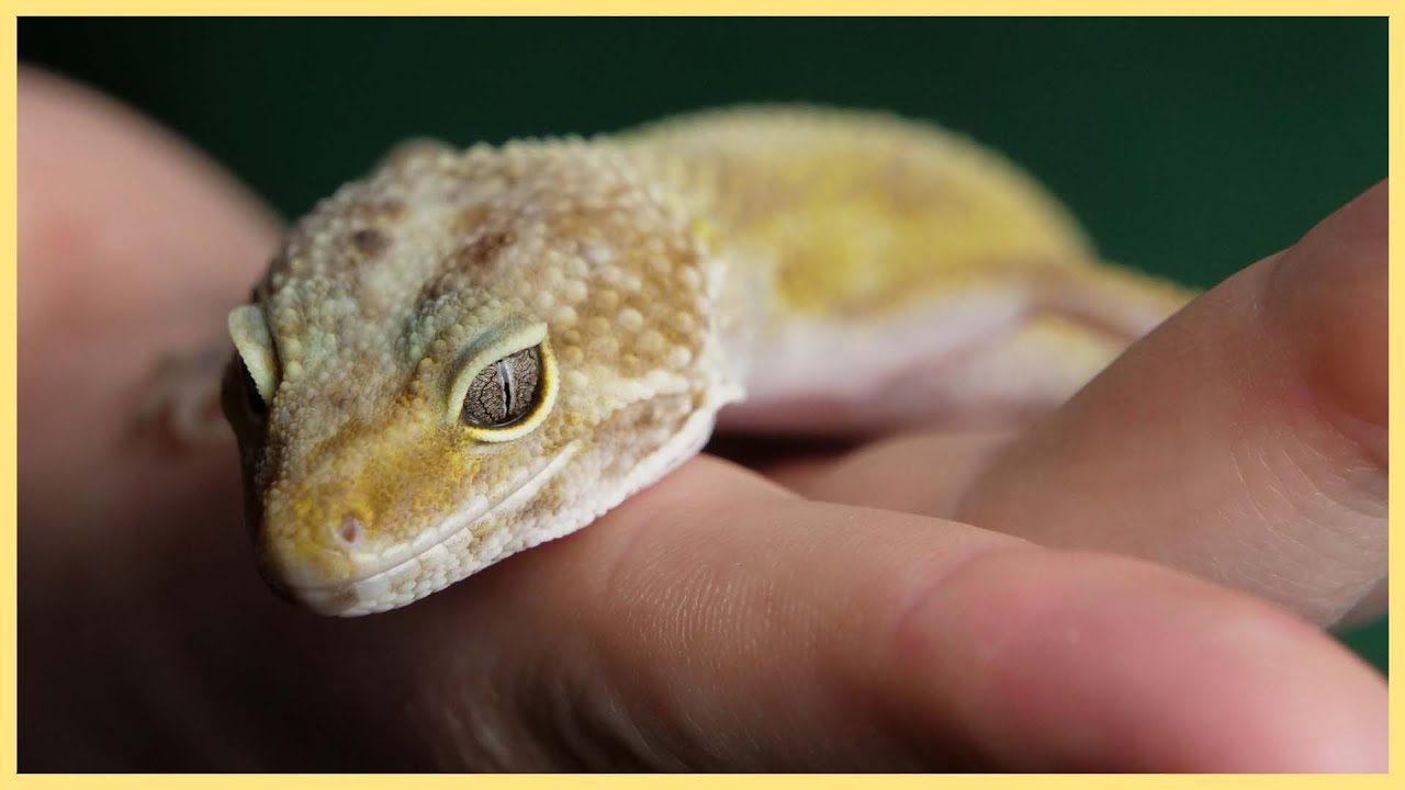 Another Leopard Gecko Died in Shipping - YouTube