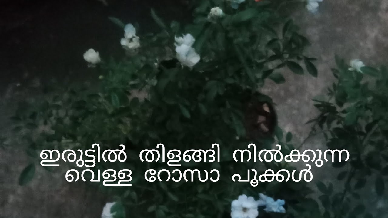 Summer Snow white - YouTube