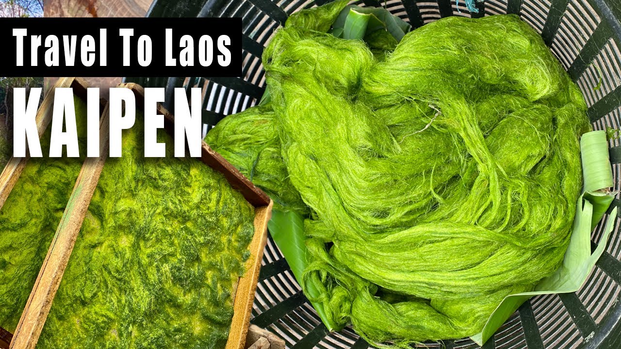 How to Harvest and Make Kaipen | Lao Food Crispy Riverweed | Travel In ...