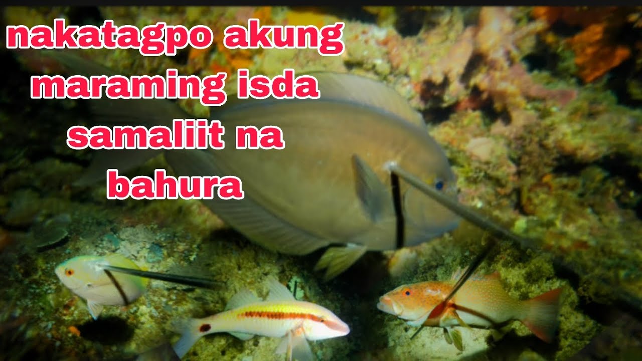 EP63 nakatagpo akung maraming isda samaliit na bahura night sperfishing ...