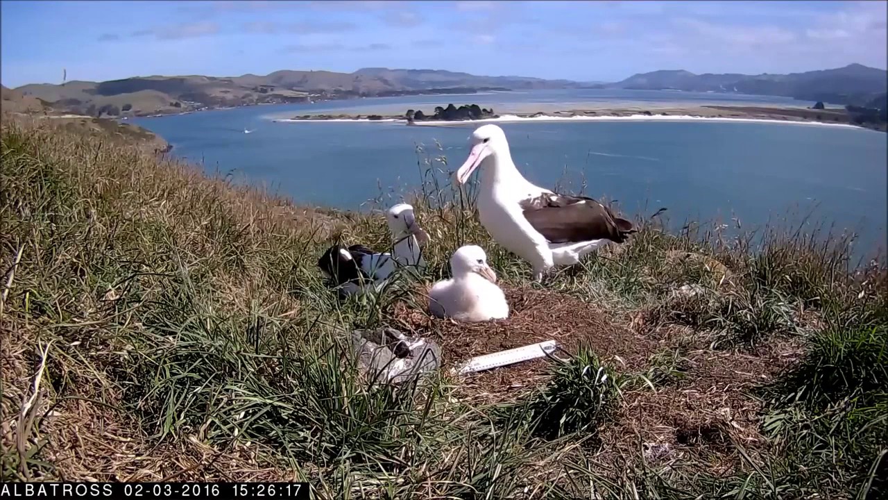 Family reunion - fun family reunion - birds video - Parents take care ...
