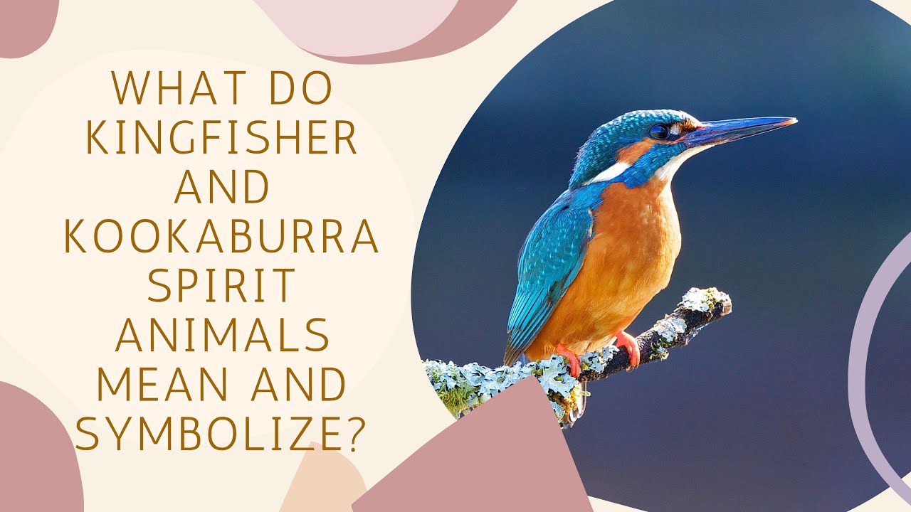 What Do Kingfisher And Kookaburra Spirit Animals Mean And Symbolize