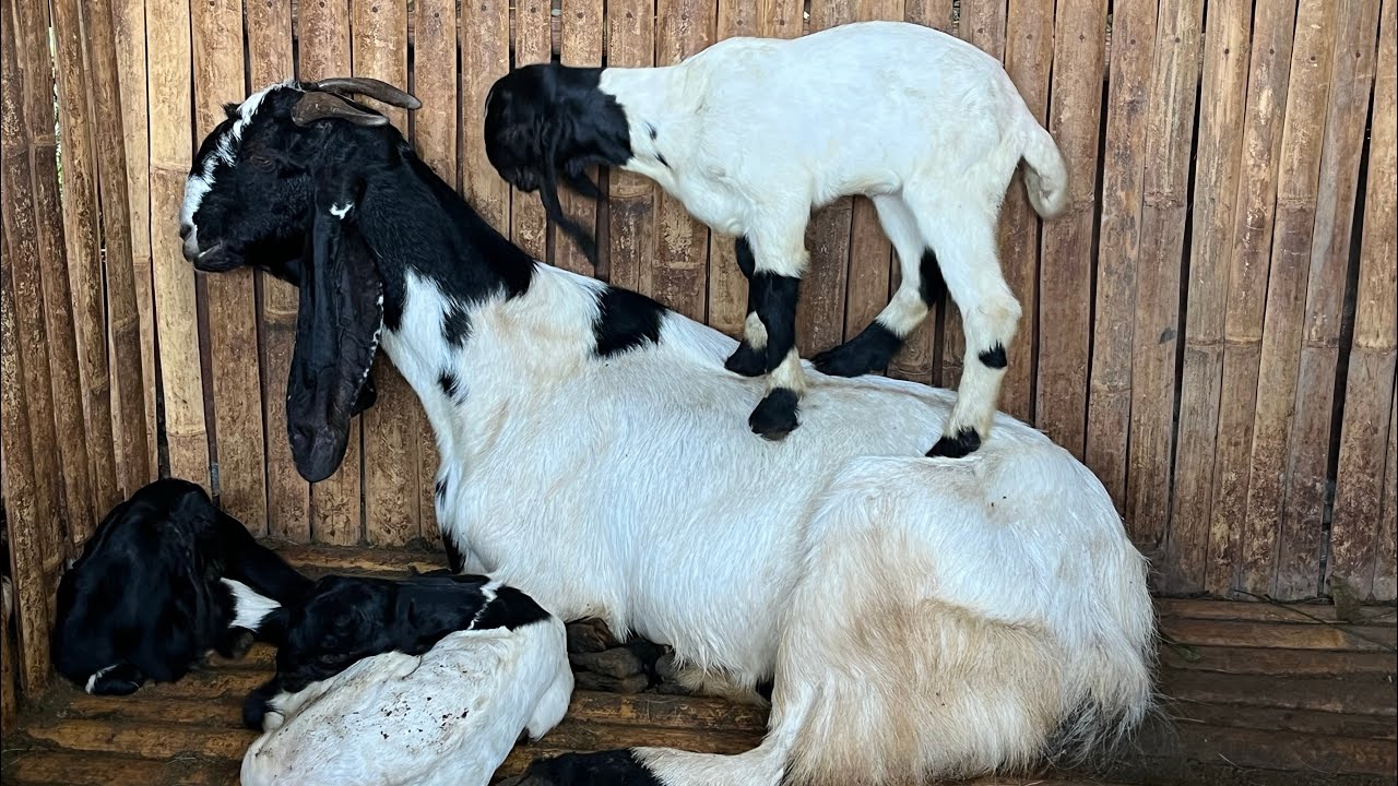 RUMINASI PADA KAMBING‼️Proses Mengeluarkan Pakan Untuk Dikunyah Kembali ...