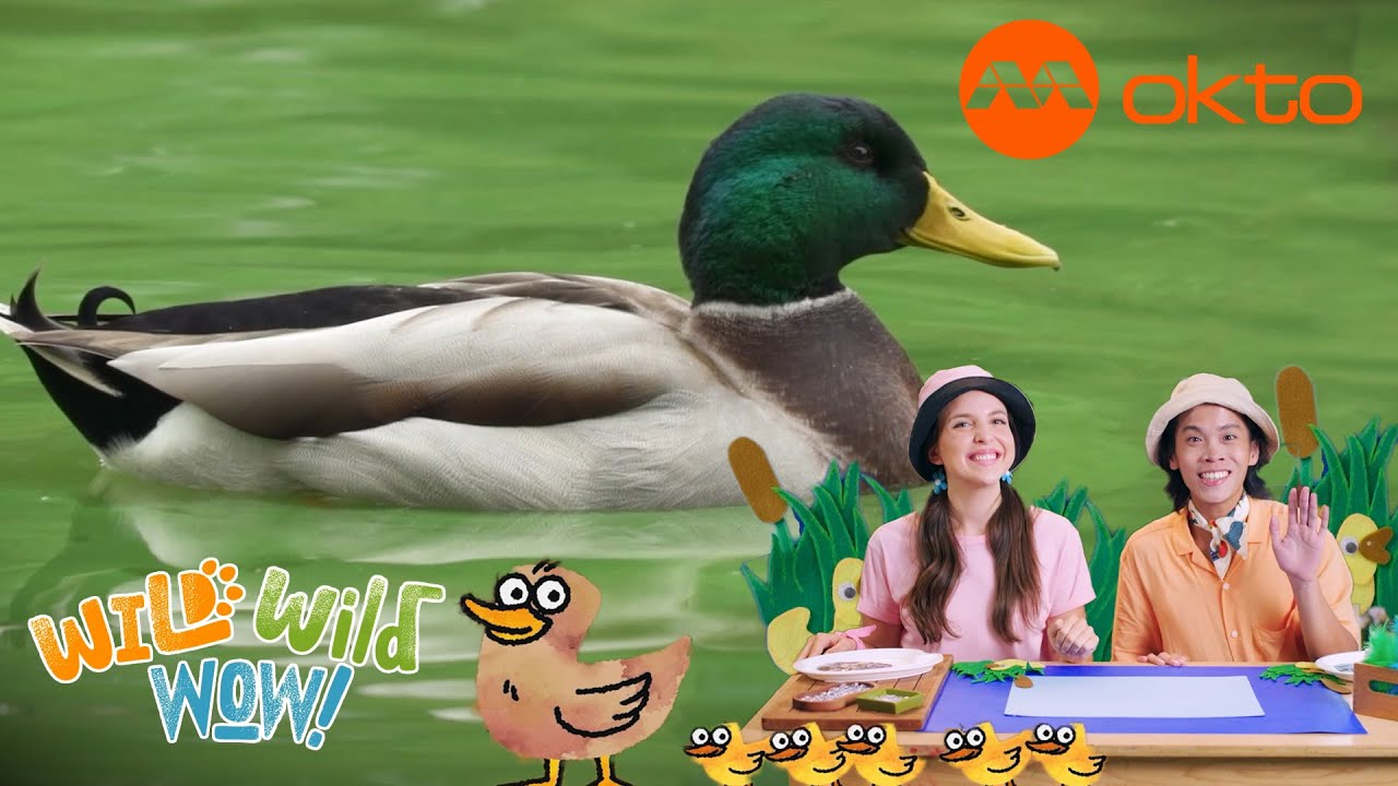 LEARNING ABOUT DUCKS BABY DUCKLINGS 🦆🐣| Wild Wild Wow S1E11B ...