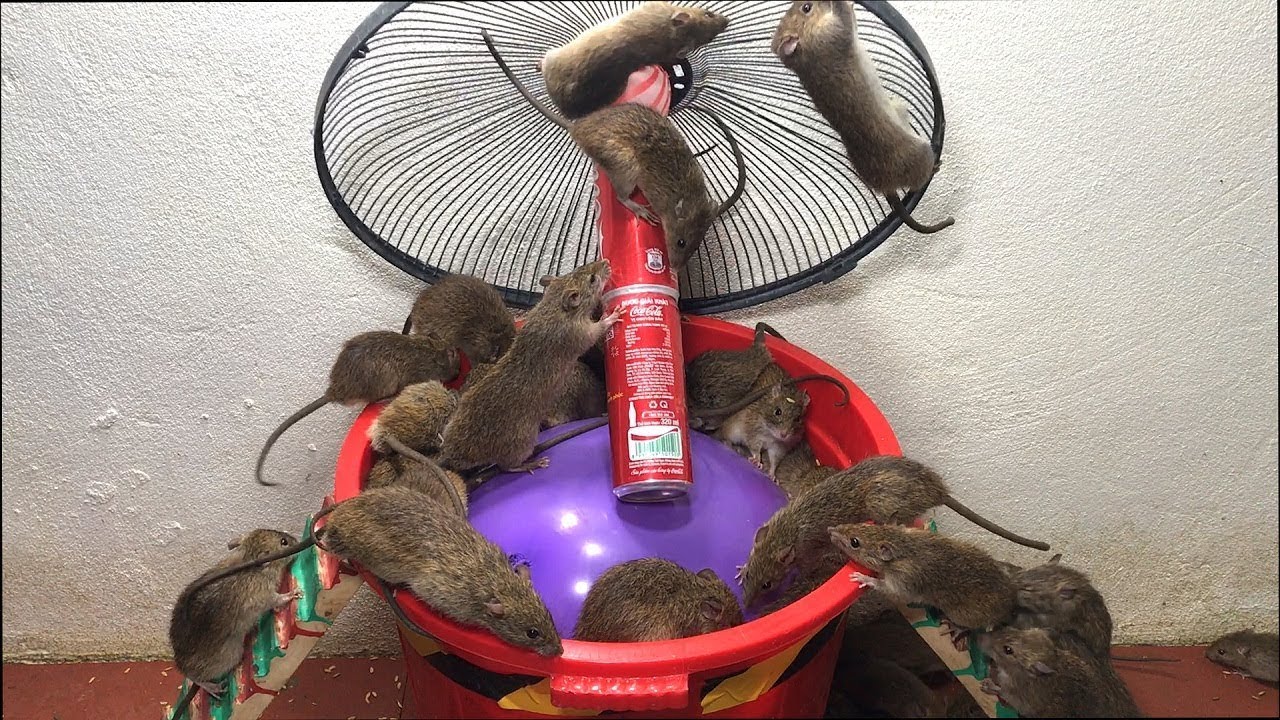 Unique mouse trap idea is extremely effective | Best Mouse Trap - YouTube