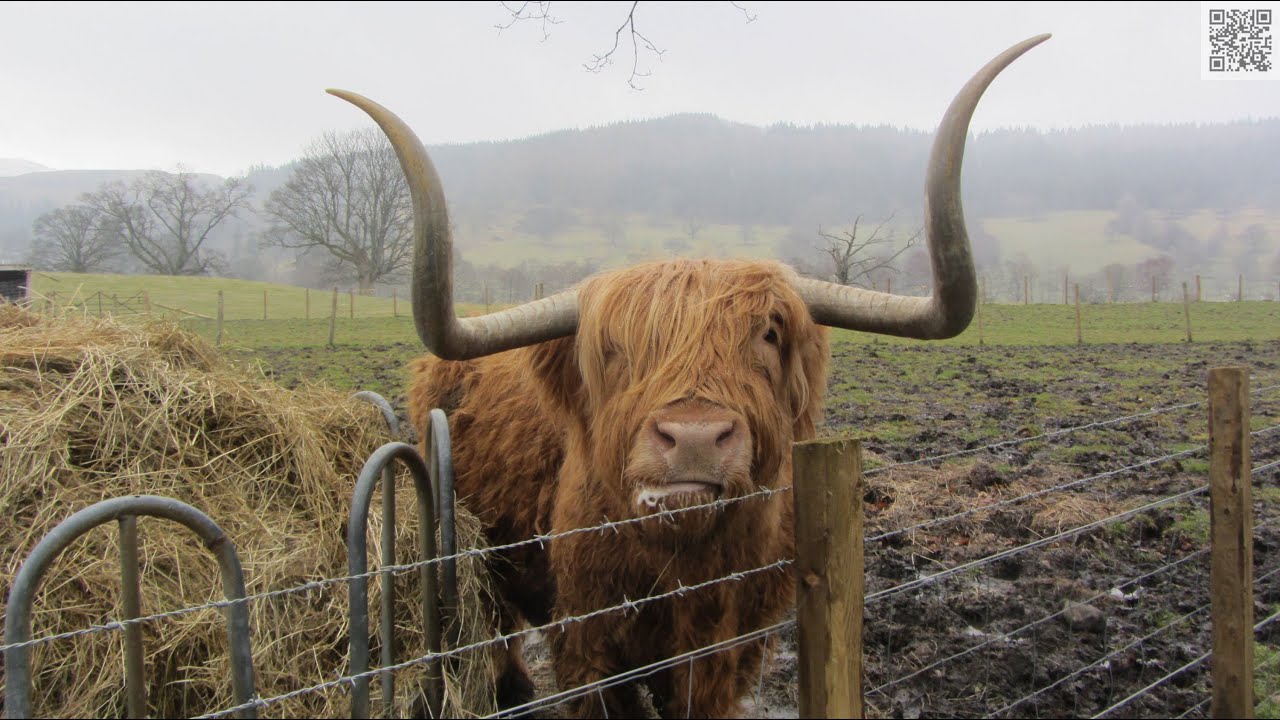 Hamish, The Lovable Bull From The Trossachs - YouTube