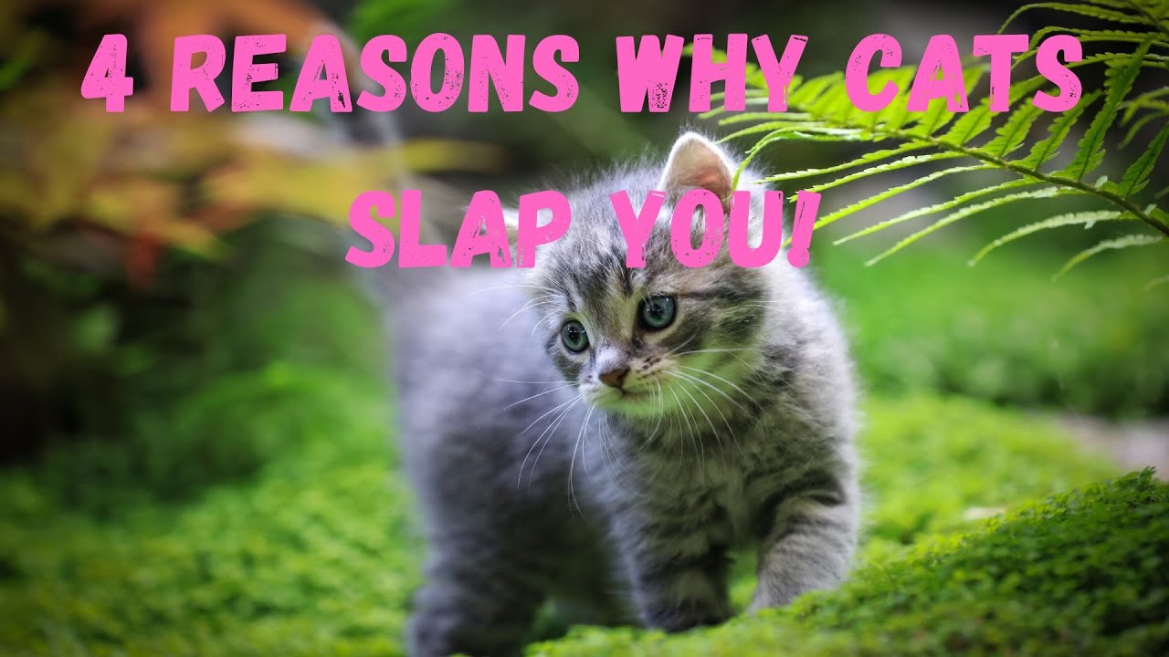 4 Reasons Why Cats Slap You! - YouTube