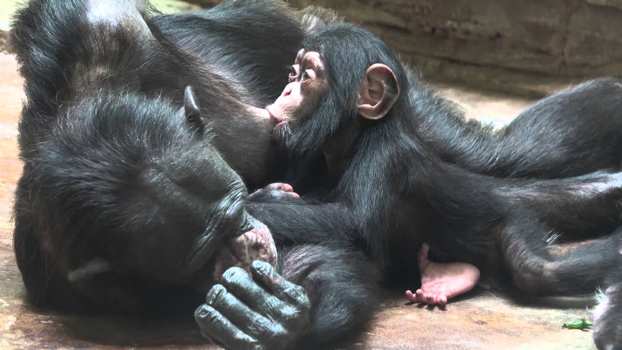 침팬지 ( Chimp ) - YouTube