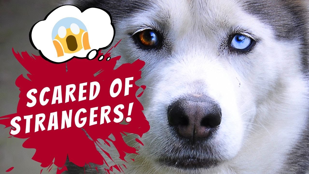 Dog Scared of New People? 15 Pro Tips to Overcome Stranger Danger ...