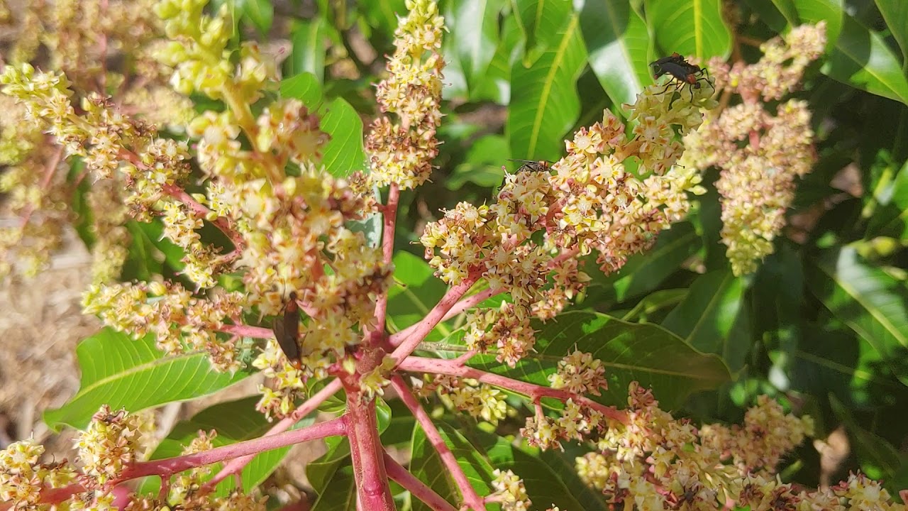 Mango pollination - a reason to love the lovebugs - YouTube