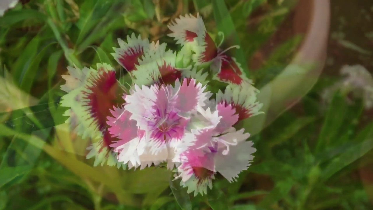 Flower garden in Munnar, Kerala,INDIA @Harsha - YouTube